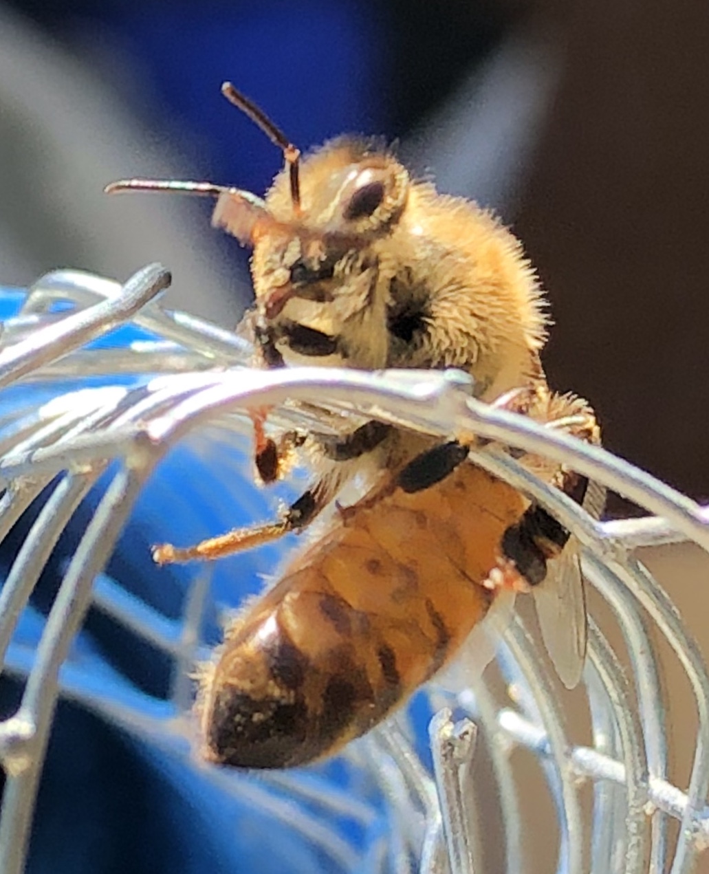 Hatch's Honey – Couldn't Bee Sweeter